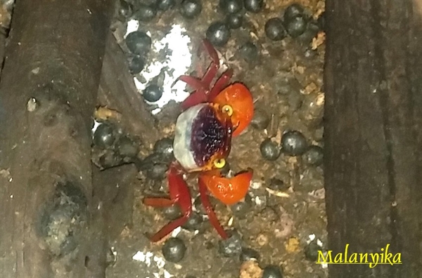Malanyika. Geosesarma notophorum crabe mandarine